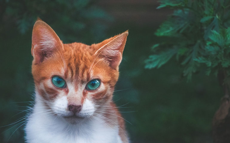 Cat for sell | listings